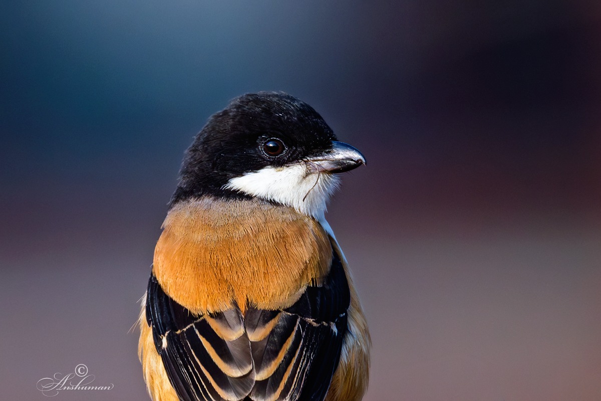 Coronation Garden Photowalk (16-Dec-2023) Featured Gallery – Photowalk ...